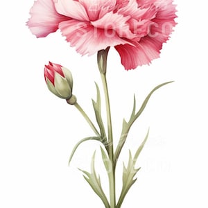 4 Set "carnation Flowers", Botanical, Illustration Art Instant Download ...
