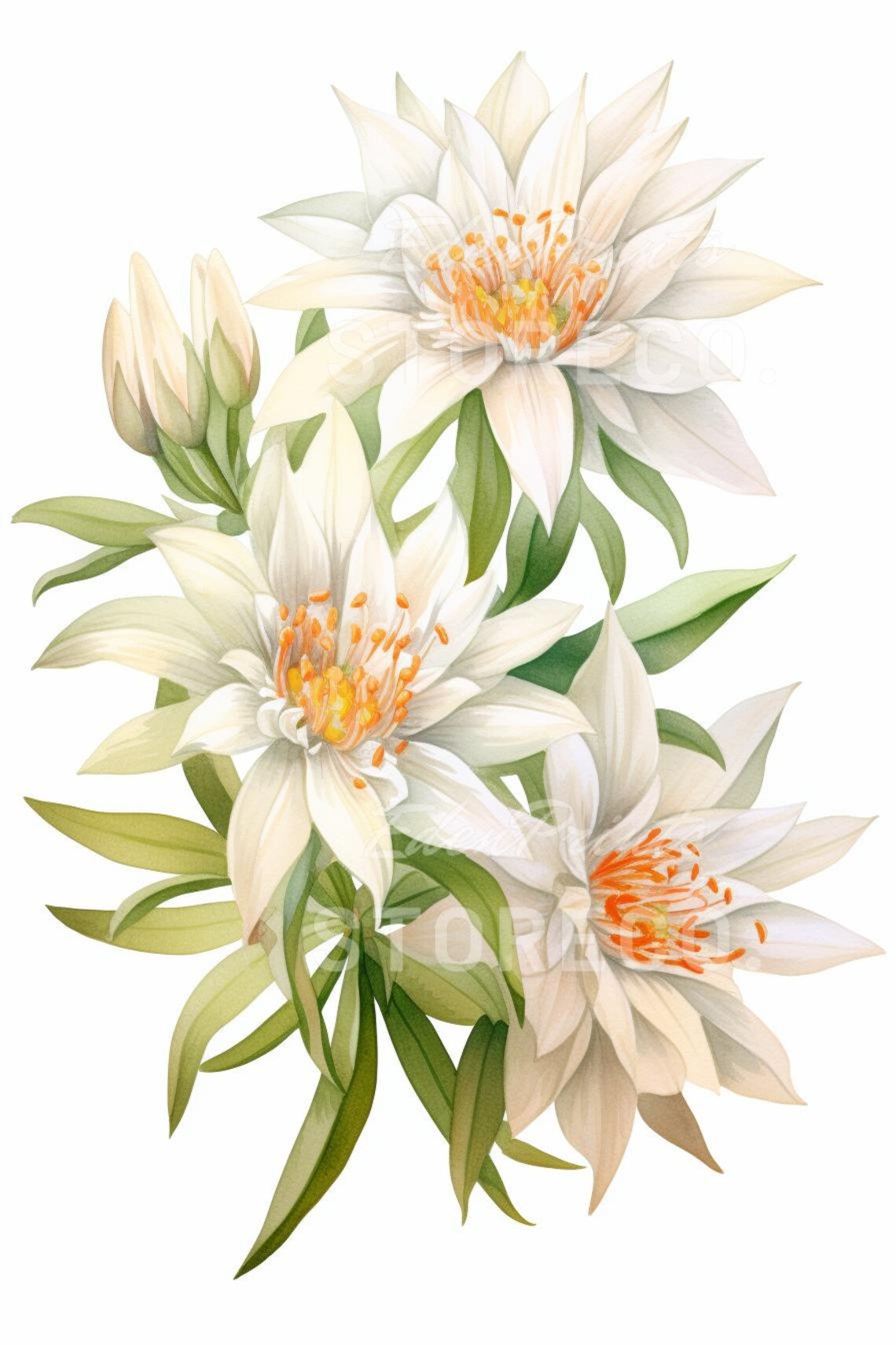 4 Set "edelweiss Flowers", Floral, Botanical, Illustration Art Instant ...