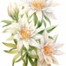 4 Set "edelweiss Flowers", Floral, Botanical, Illustration Art Instant ...