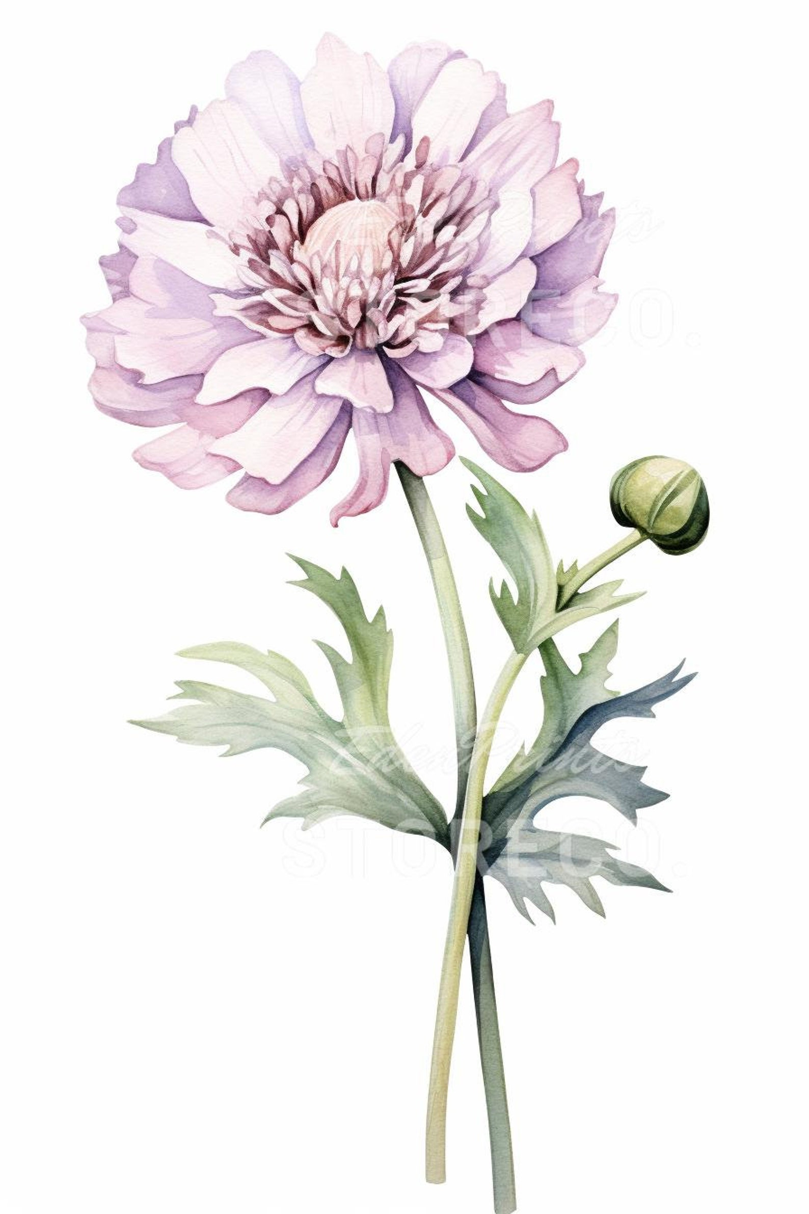 4 Set "scabiosa Flowers" Floral, Botanical, Illustration Art Instant ...