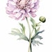 4 Set "scabiosa Flowers" Floral, Botanical, Illustration Art Instant ...