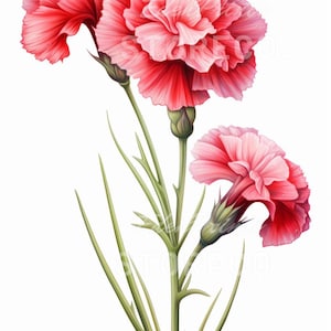4 Set "dianthus Flowers", Floral, Botanical, Illustration Art Instant ...