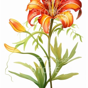 4 Set "gloriosa Lily Flowers", Botanical, Illustration Art Instant ...