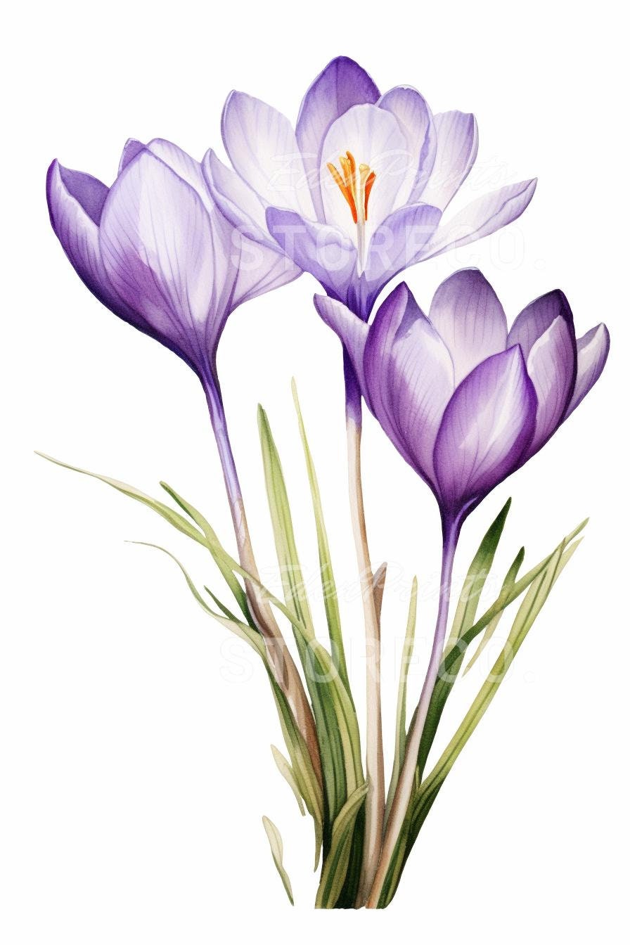 4 Set "crocus Flowers" Floral, Botanical, Illustration Art Instant ...