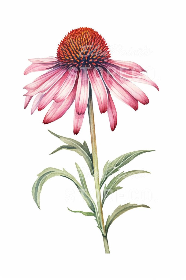 4 Set "coneflowers (echinacea)", Botanical, Illustration Art Instant Download Image for Prints ...