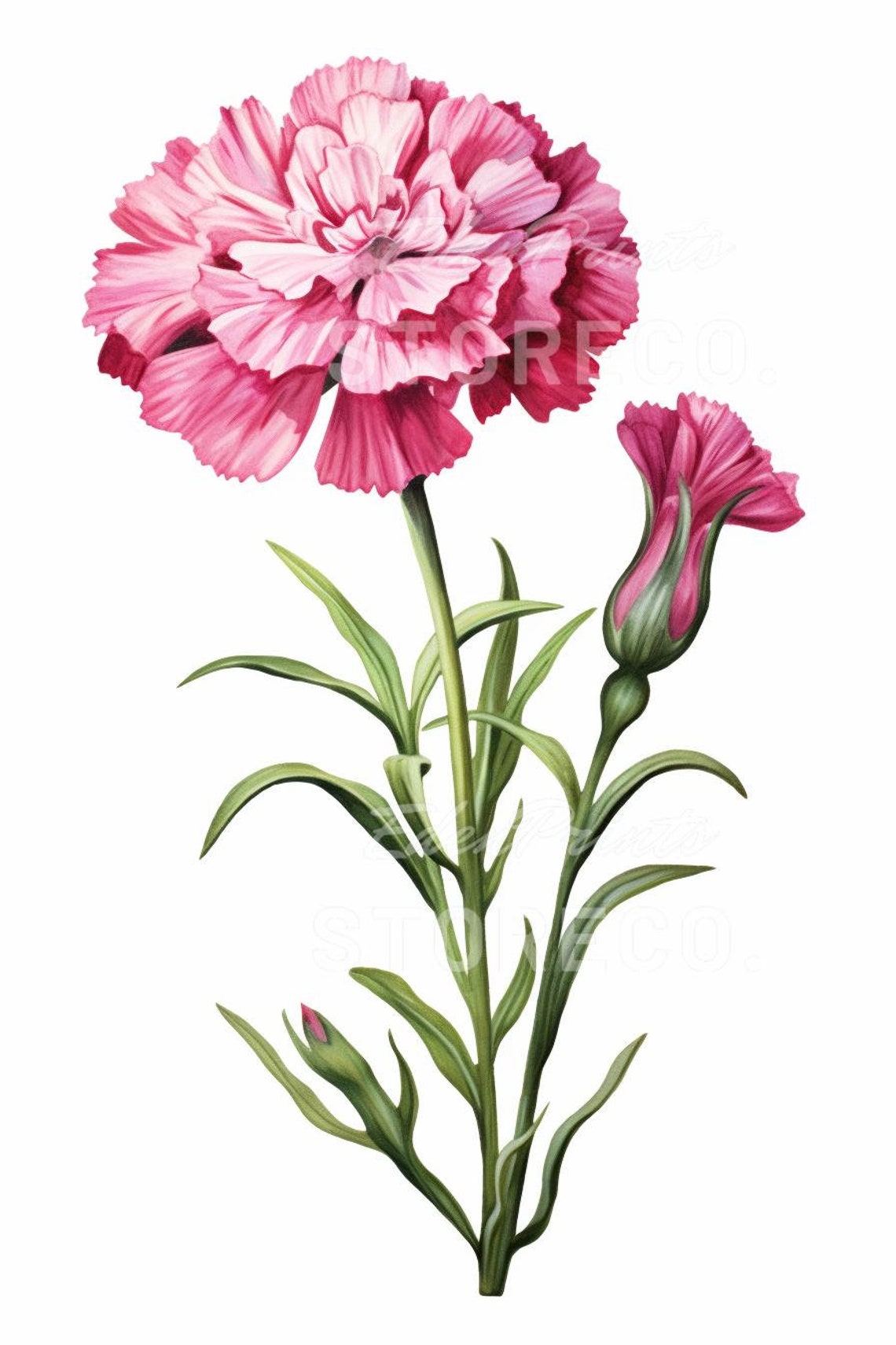 4 Set sweet William Flowers Floral, Botanical, Illustration, Instant ...