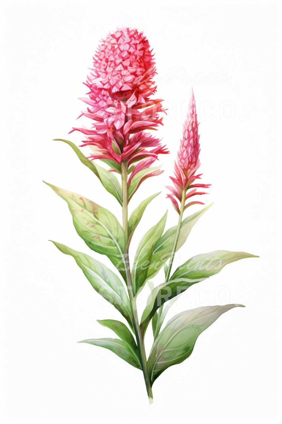 4 Set "celosia", Botanical, Illustration Art Instant Download Image for ...