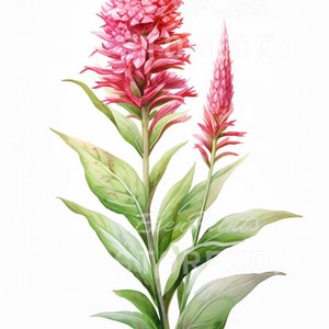 Celosia Botanical Illustration Art Prints, Cards (digital Download) - Etsy