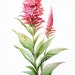 Celosia Botanical Illustration Art Prints, Cards (digital Download) - Etsy
