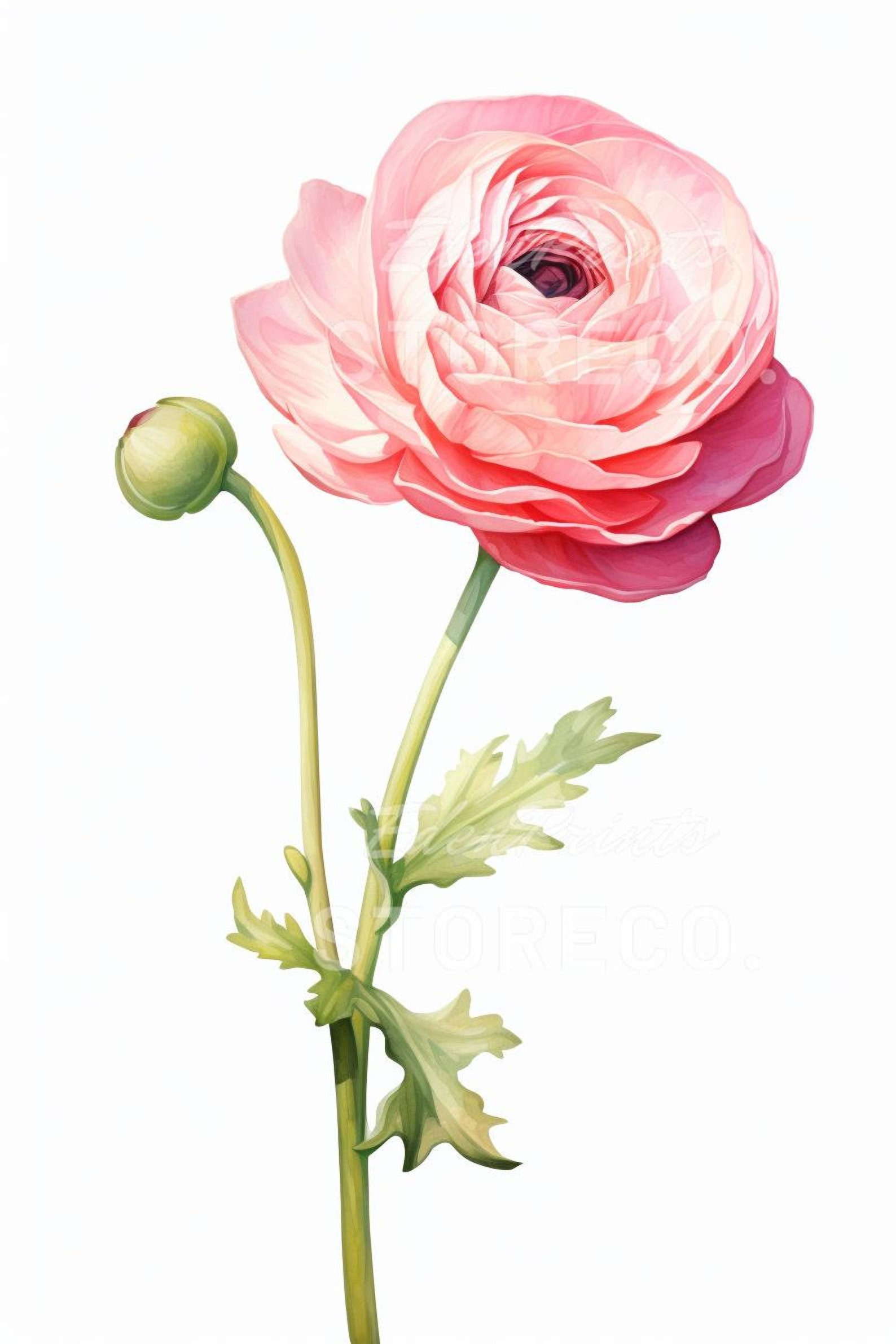 4 Set "ranunculus Flowers" Floral, Botanical, Illustration Art Instant ...