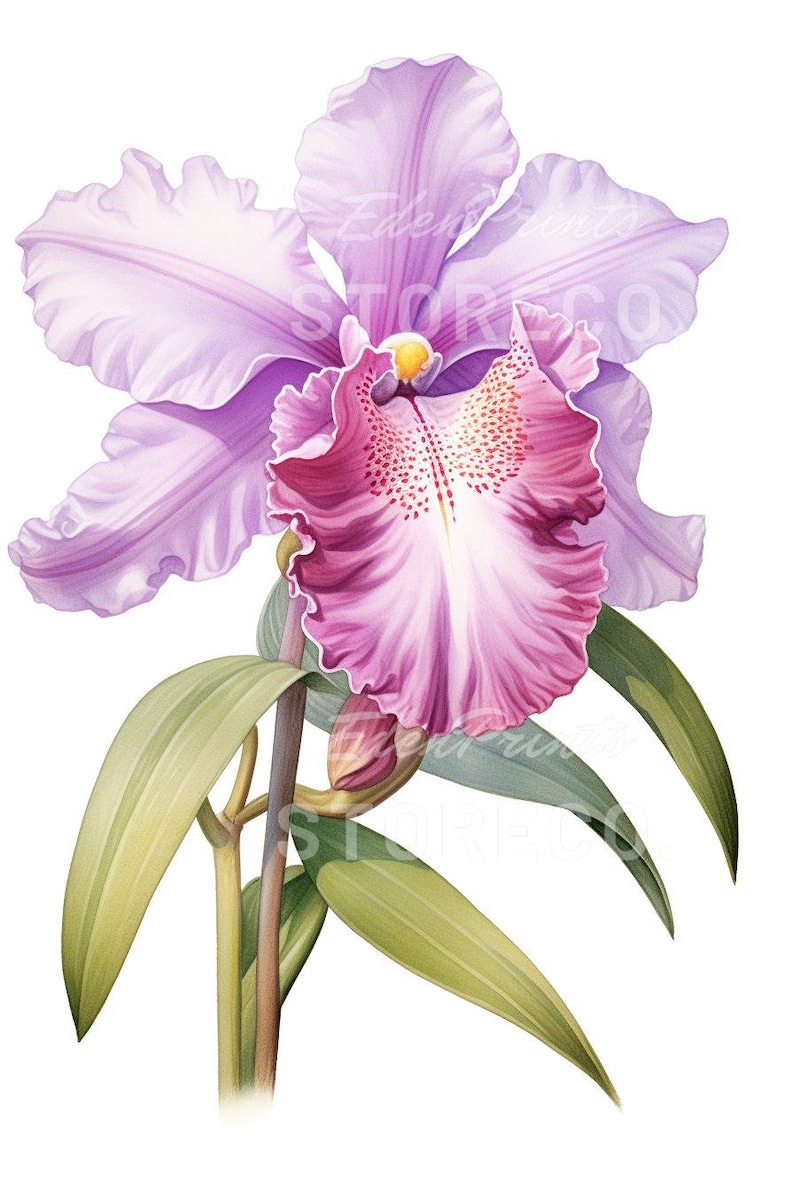 Cattleya Orchid Watercolor Art Print, Botanical Illustration (digital ...