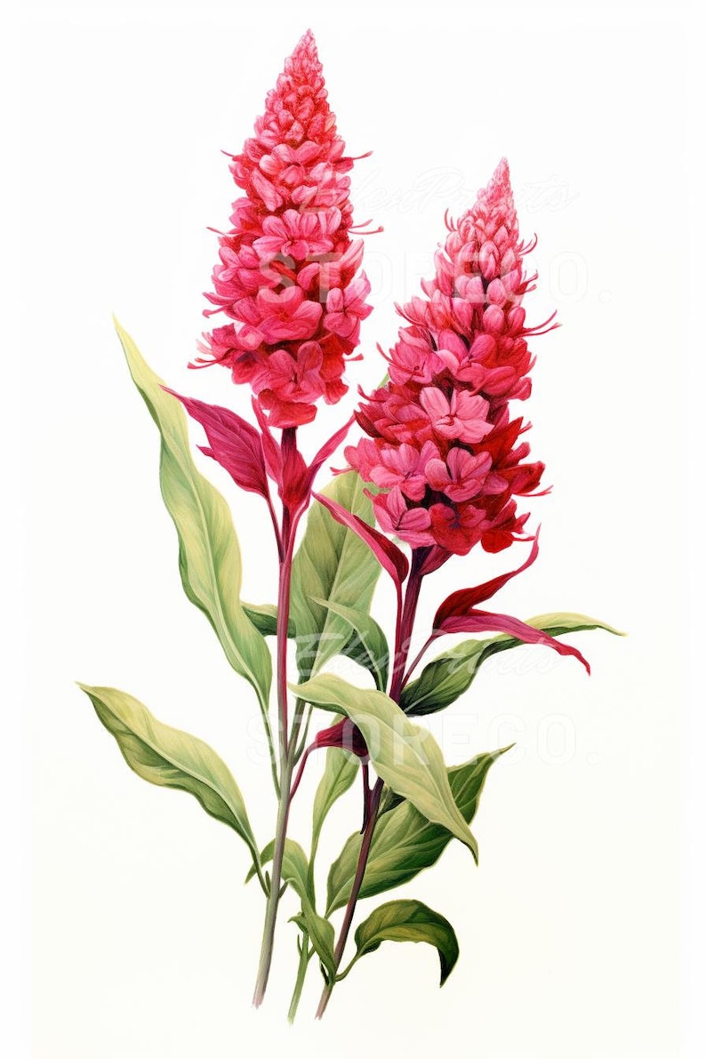 Celosia Botanical Illustration Art Prints, Cards (digital Download) - Etsy