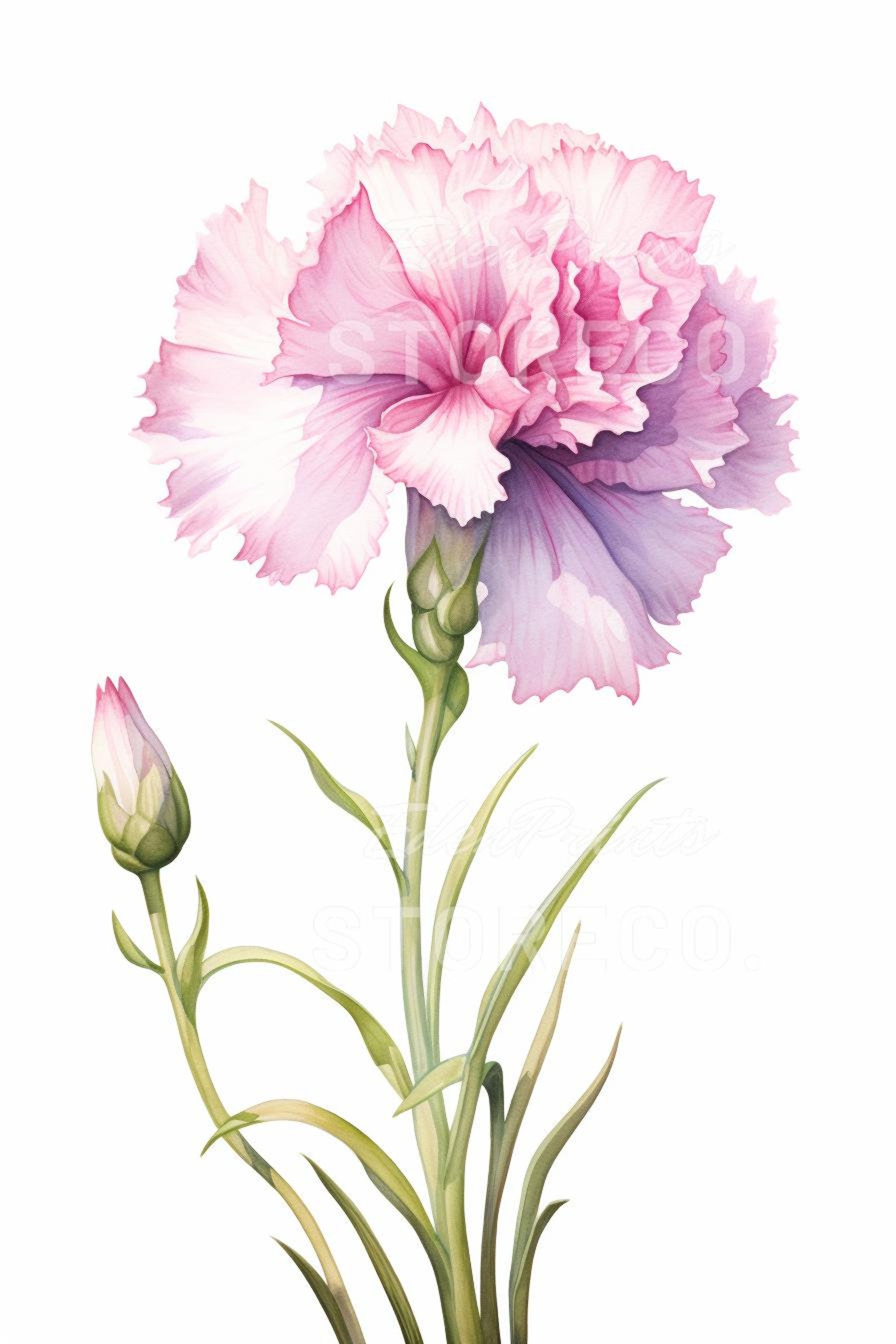 4 Set "dianthus Flowers", Floral, Botanical, Illustration Art Instant ...