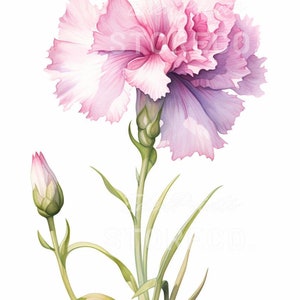4 Set "dianthus Flowers", Floral, Botanical, Illustration Art Instant ...