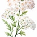 4 Set "yarrow Flowers" Floral, Botanical, Illustration Art Instant ...