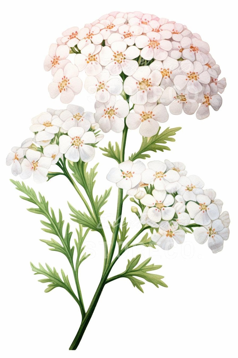 4 Set "yarrow Flowers" Floral, Botanical, Illustration Art Instant ...