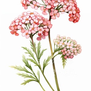4 Set "yarrow Flowers" Floral, Botanical, Illustration Art Instant ...