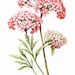 4 Set "yarrow Flowers" Floral, Botanical, Illustration Art Instant ...