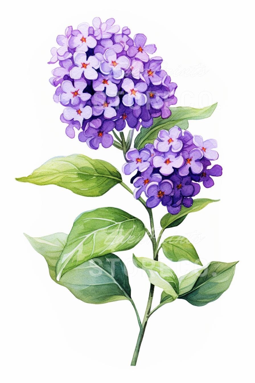 4 Set "heliotrope Flowers" Floral, Botanical, Illustration Art Instant ...