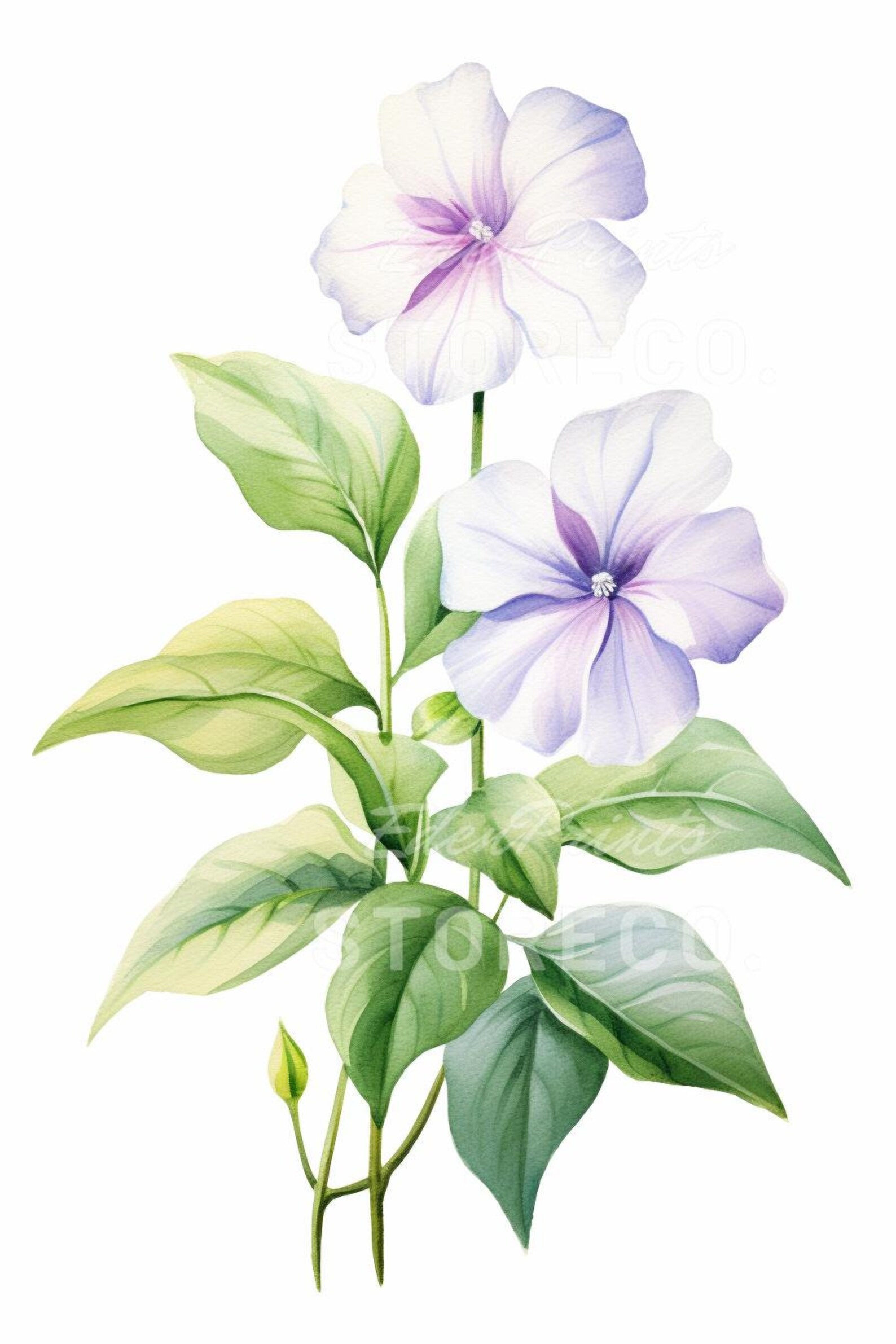 4 Set "vinca Flowers" Floral, Botanical, Illustration Art Instant ...