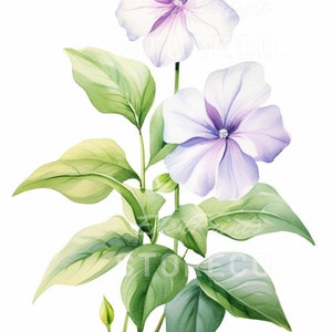 4 Set "vinca Flowers" Floral, Botanical, Illustration Art Instant ...