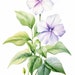 4 Set "vinca Flowers" Floral, Botanical, Illustration Art Instant ...