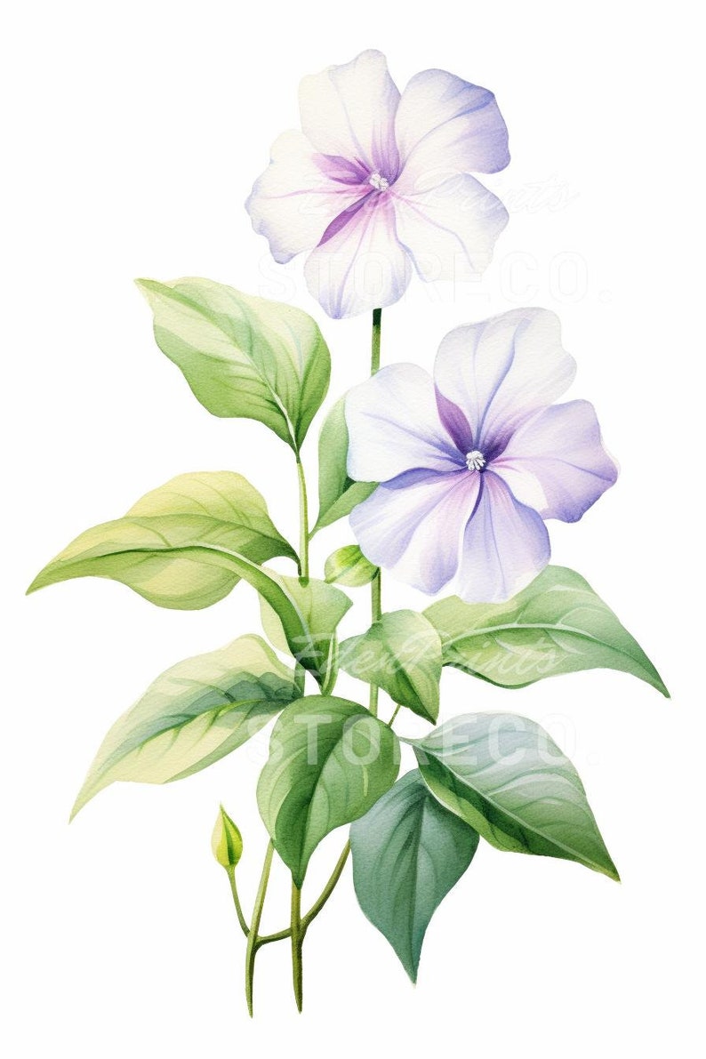 4 Set "vinca Flowers" Floral, Botanical, Illustration Art Instant ...