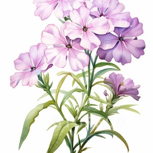 4 Set "phlox Flowers" Floral, Botanical, Illustration Art Instant ...