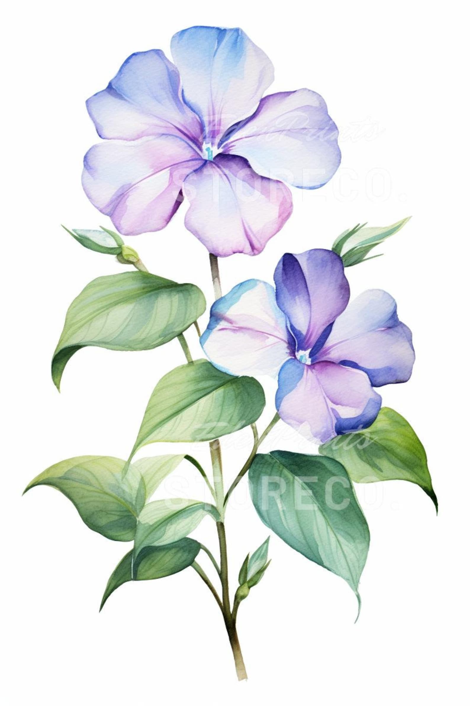 4 Set "vinca Flowers" Floral, Botanical, Illustration Art Instant ...