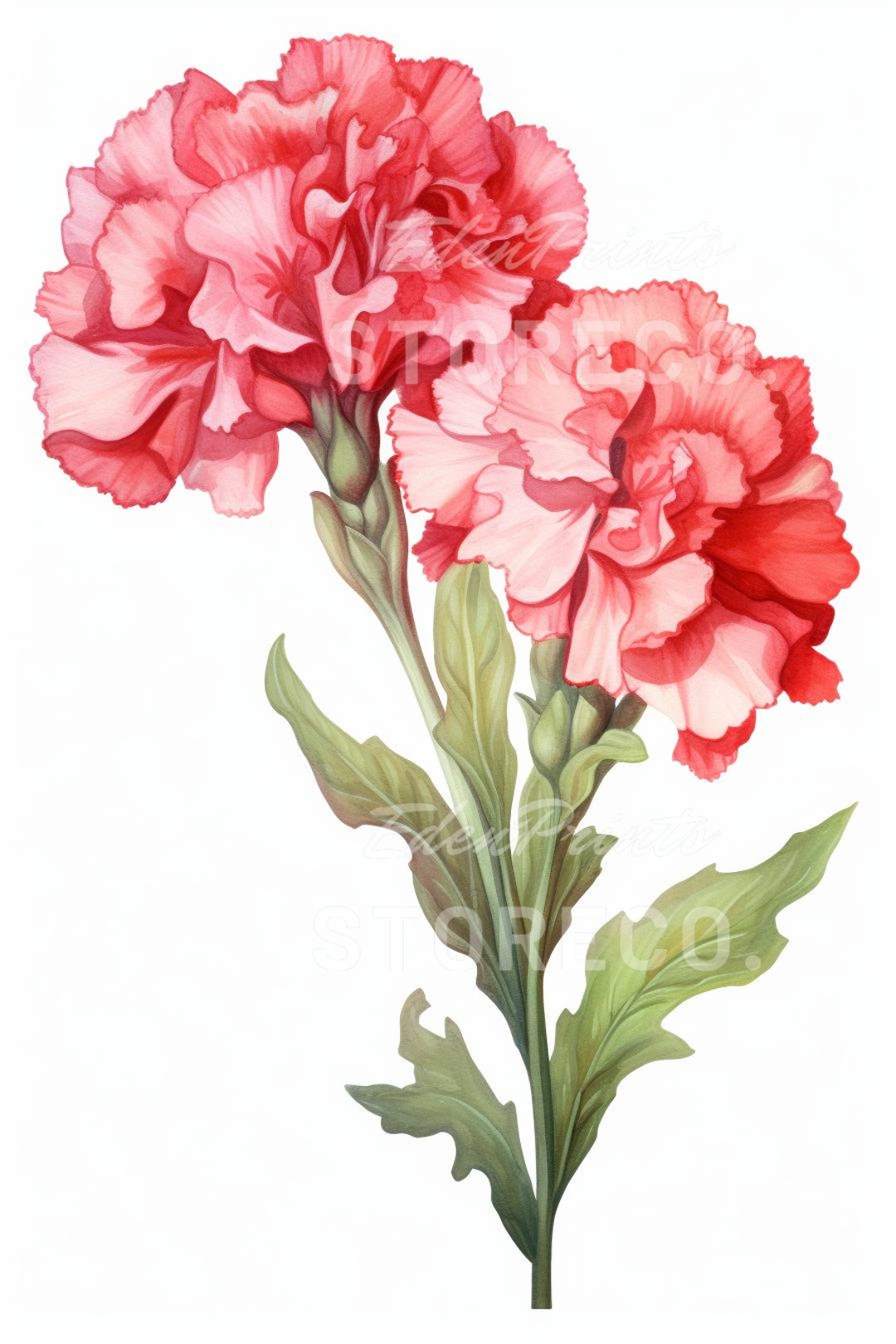 4 Set "cockscomb Flowers", Floral, Botanical, Illustration Art Instant ...