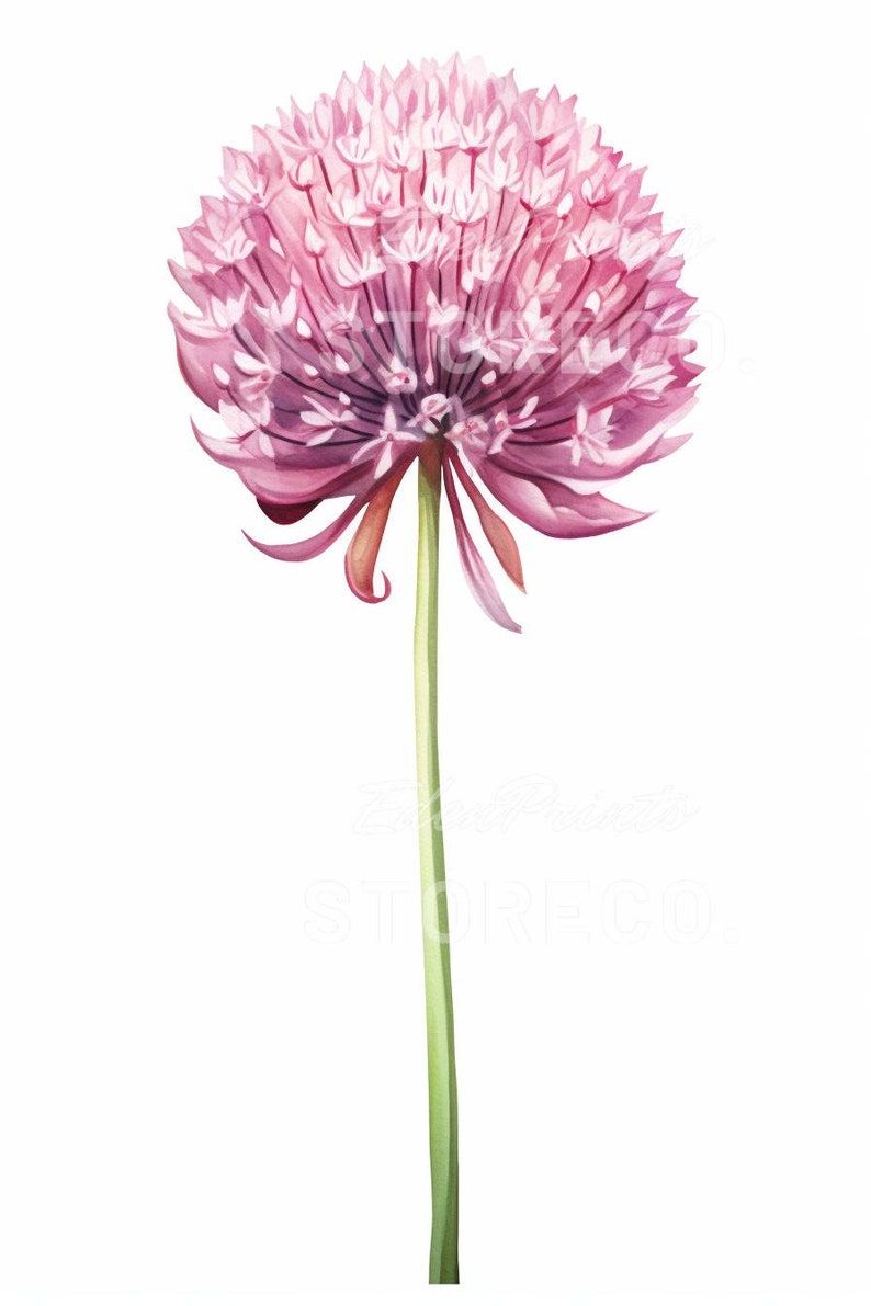 Drumstick Allium Flower Illustration Art Prints, Cards (digital ...