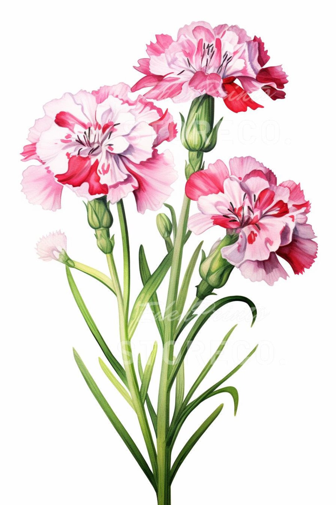 4 Set "sweet William Flowers" Floral, Botanical, Illustration, Instant ...