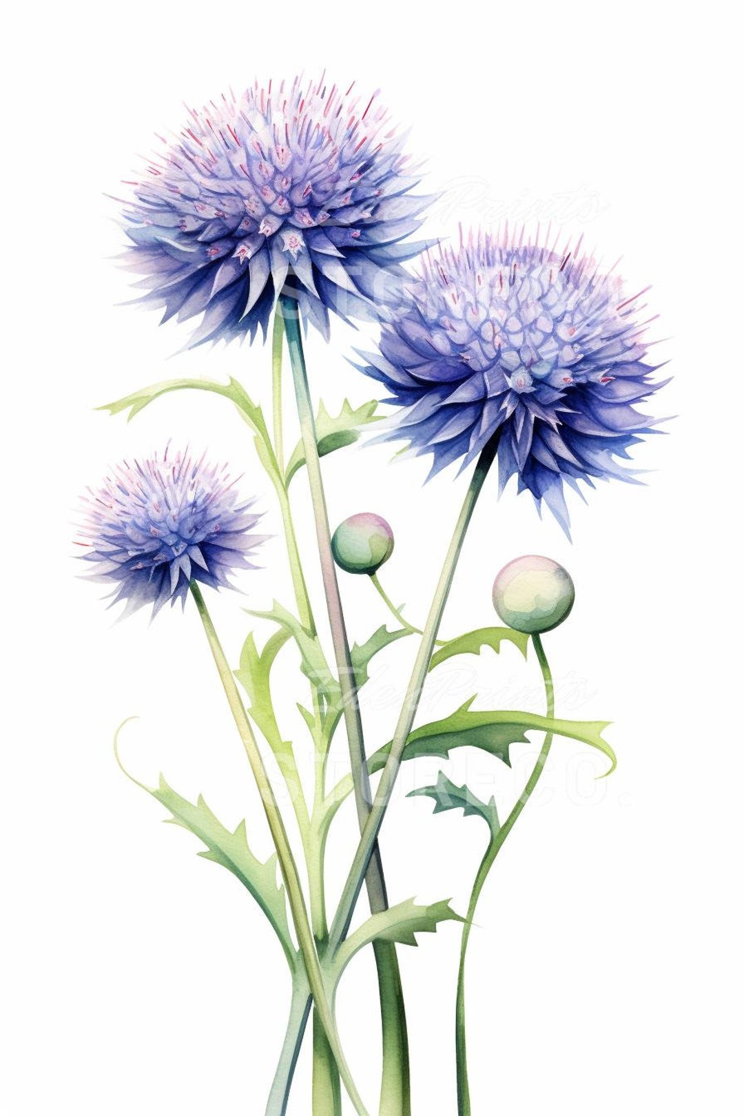 4 Set "echinops Flowers", Floral, Botanical, Illustration Art Instant ...