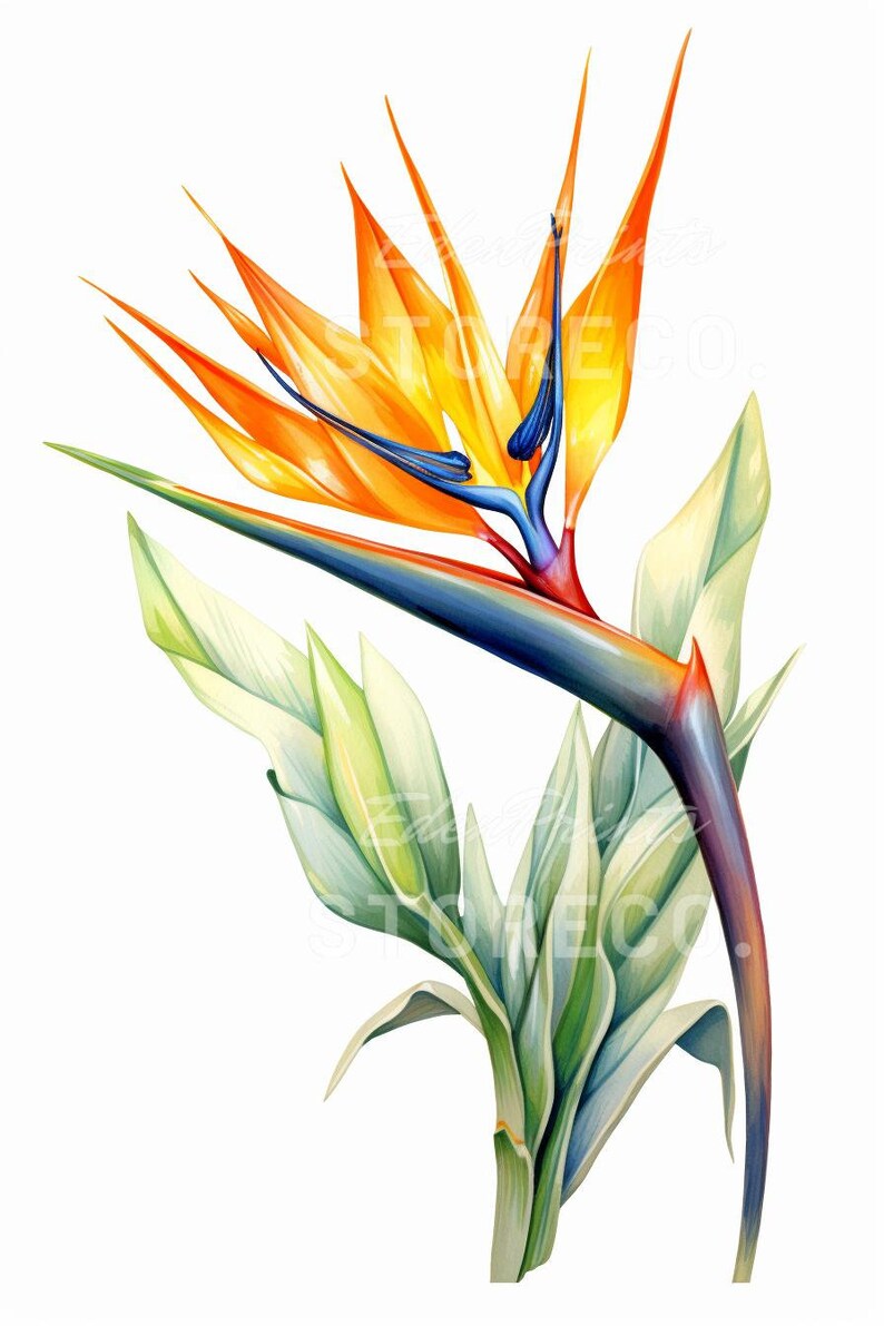 4 Set "bird of Paradise Flowers", Botanical, Illustration Art Instant ...