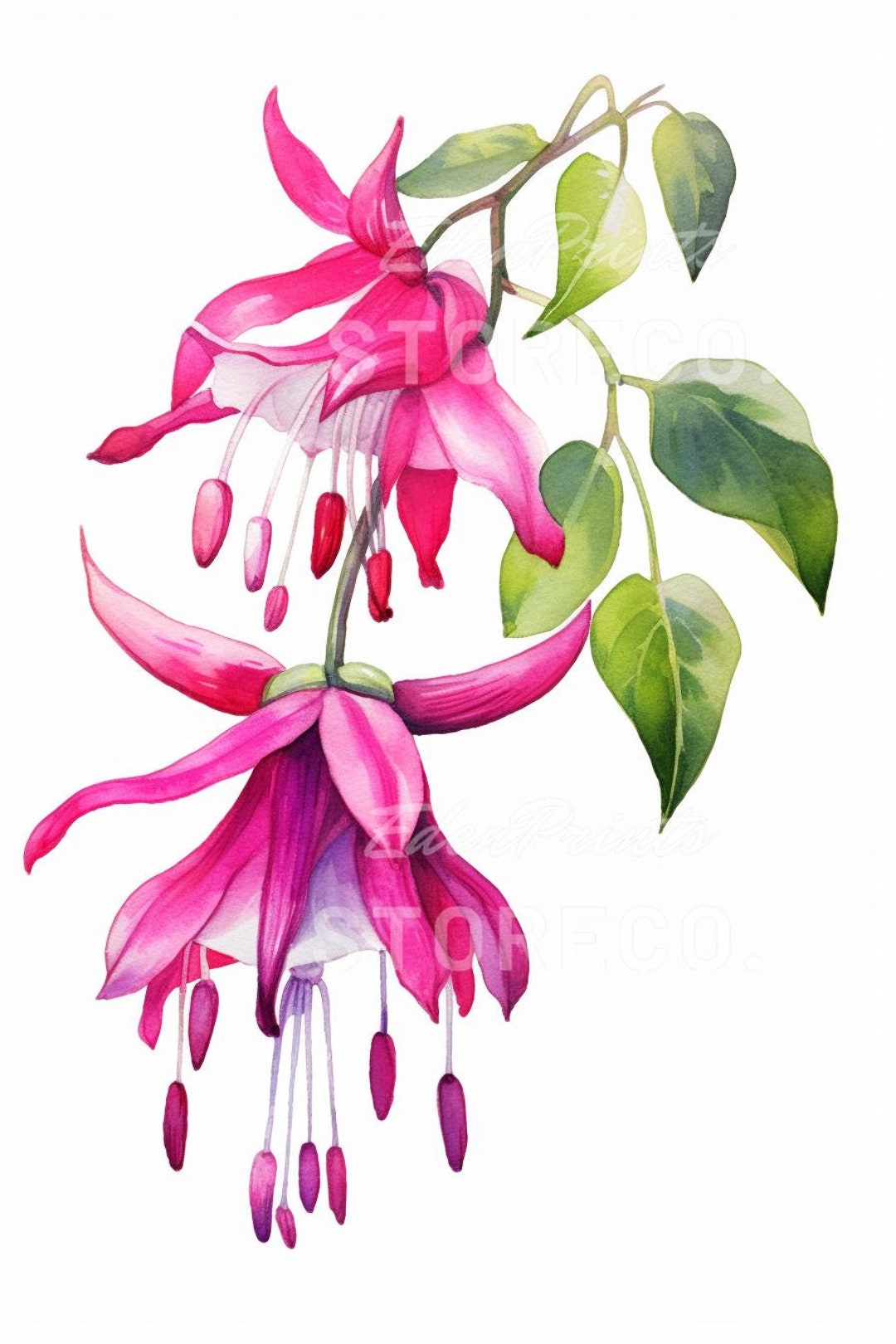 4 Set "fuchsia Flowers", Floral, Botanical, Illustration Art Instant ...
