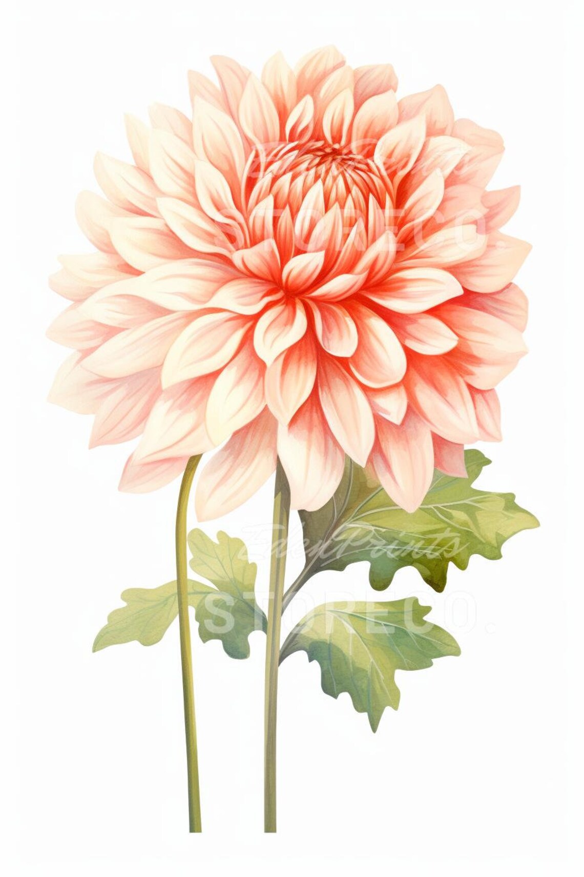 4 Set "dahlia Flowers", Floral, Botanical, Illustration Art Instant ...