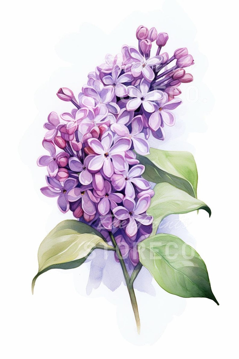 4 Set "lilac Flowers" Floral, Botanical, Illustration Art Instant ...
