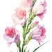 4 Set "gladiolus Flowers", Floral, Botanical, Illustration Art Instant ...