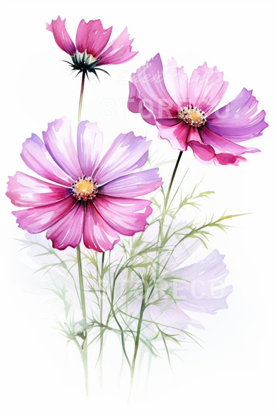 4 Set "cosmos Flowers" Floral, Botanical, Illustration Art Instant ...