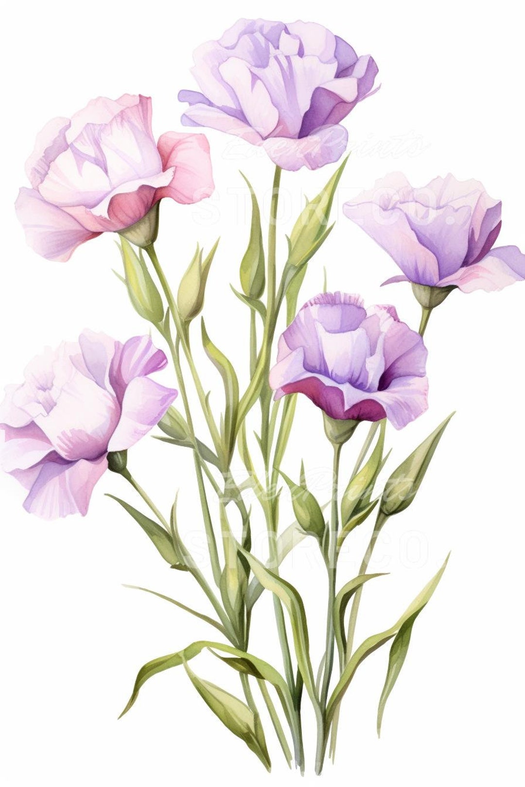 4 Set "eustoma (lisianthus) Flowers", Botanical, Illustration Art ...