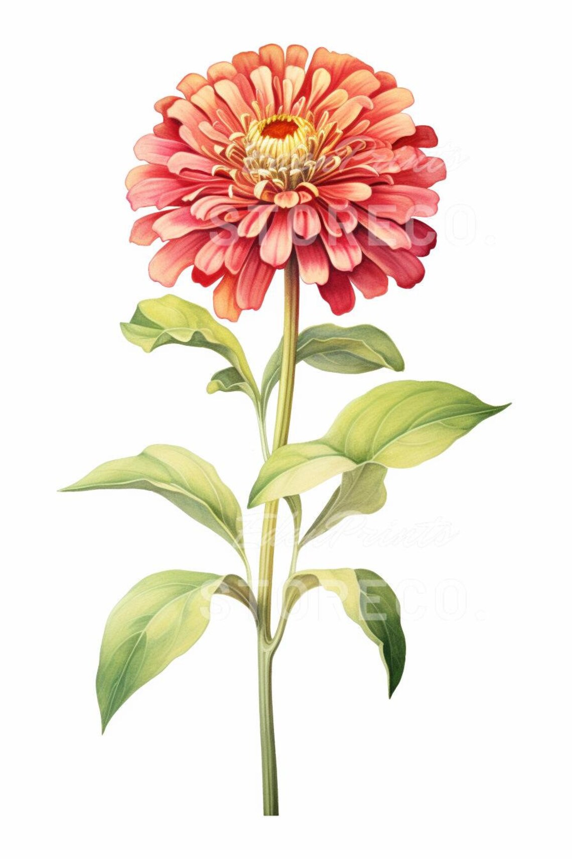 4 Set "zinnia Flowers" Floral, Botanical, Illustration Art Instant ...