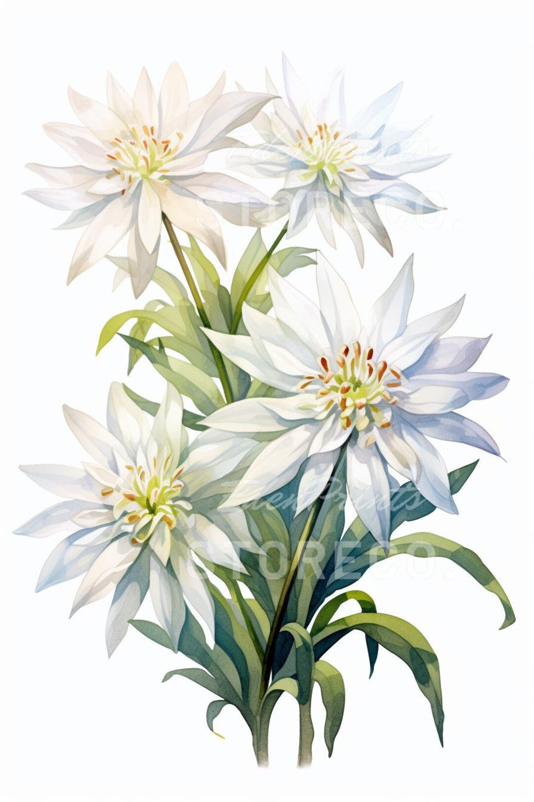 4 Set "edelweiss Flowers", Floral, Botanical, Illustration Art Instant ...