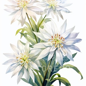 4 Set "edelweiss Flowers", Floral, Botanical, Illustration Art Instant ...