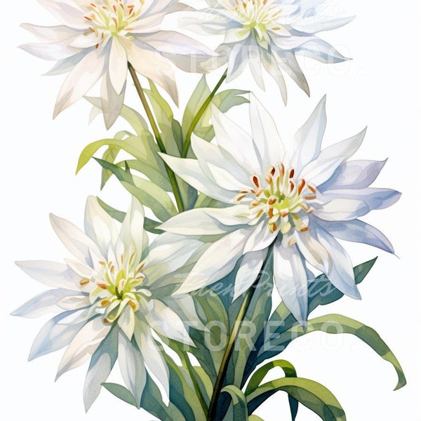 Edelweiss Wall Art - Etsy