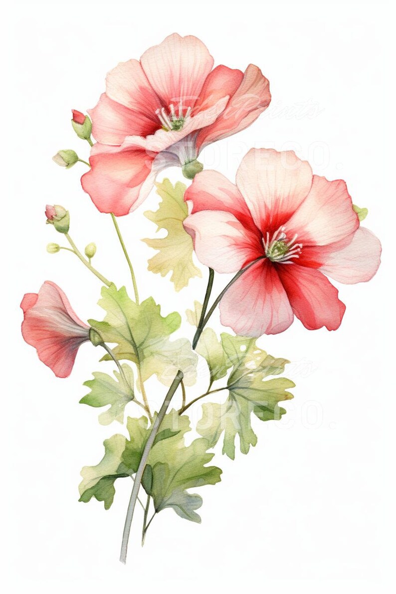 4 Set "stock Flowers" Floral, Botanical, Illustration Art Instant ...