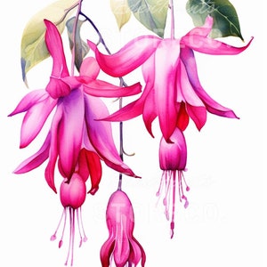 4 Set "fuchsia Flowers", Floral, Botanical, Illustration Art Instant ...