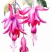 4 Set "fuchsia Flowers", Floral, Botanical, Illustration Art Instant ...