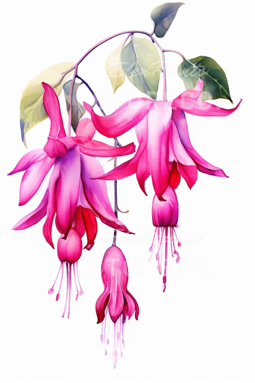 4 Set "fuchsia Flowers", Floral, Botanical, Illustration Art Instant ...