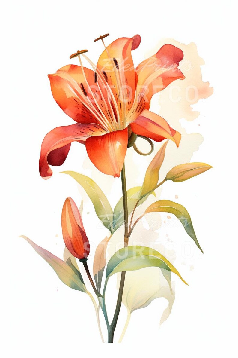4 Set "gloriosa Lily Flowers", Botanical, Illustration Art Instant ...