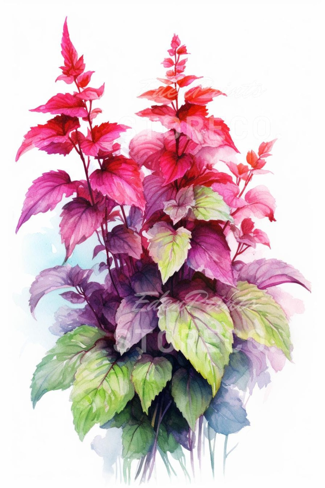 4 Set "coleus Flowers", Floral, Botanical, Illustration Art Instant ...